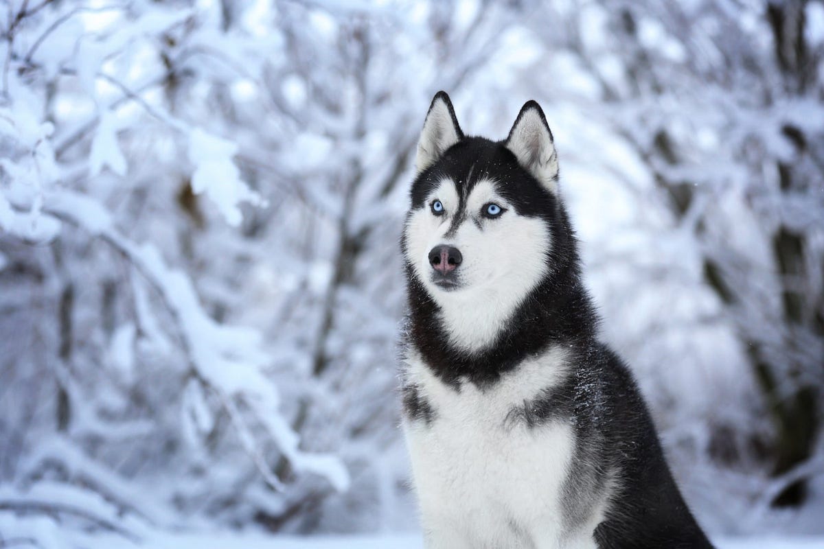 The Siberian Husky: A Majestic Breed | by Dogtify | Feb, 2024 | Medium
