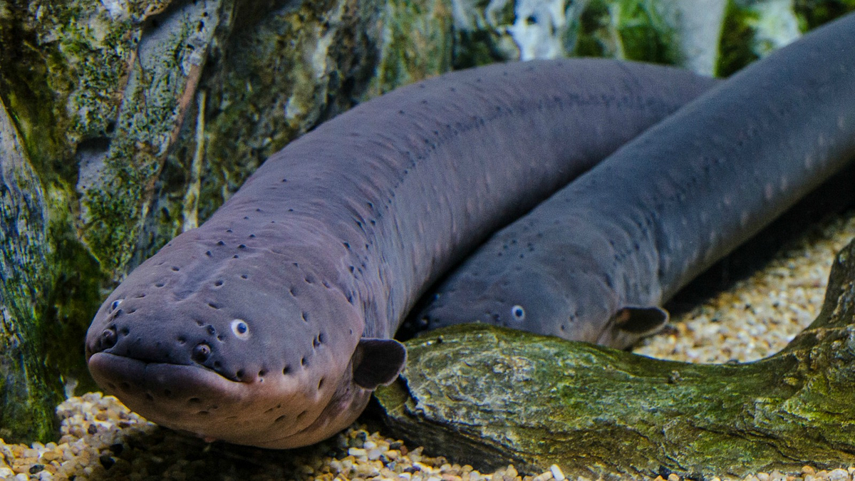 The Absurd Story That Inspired Electric Eel Research | by Lefko ...
