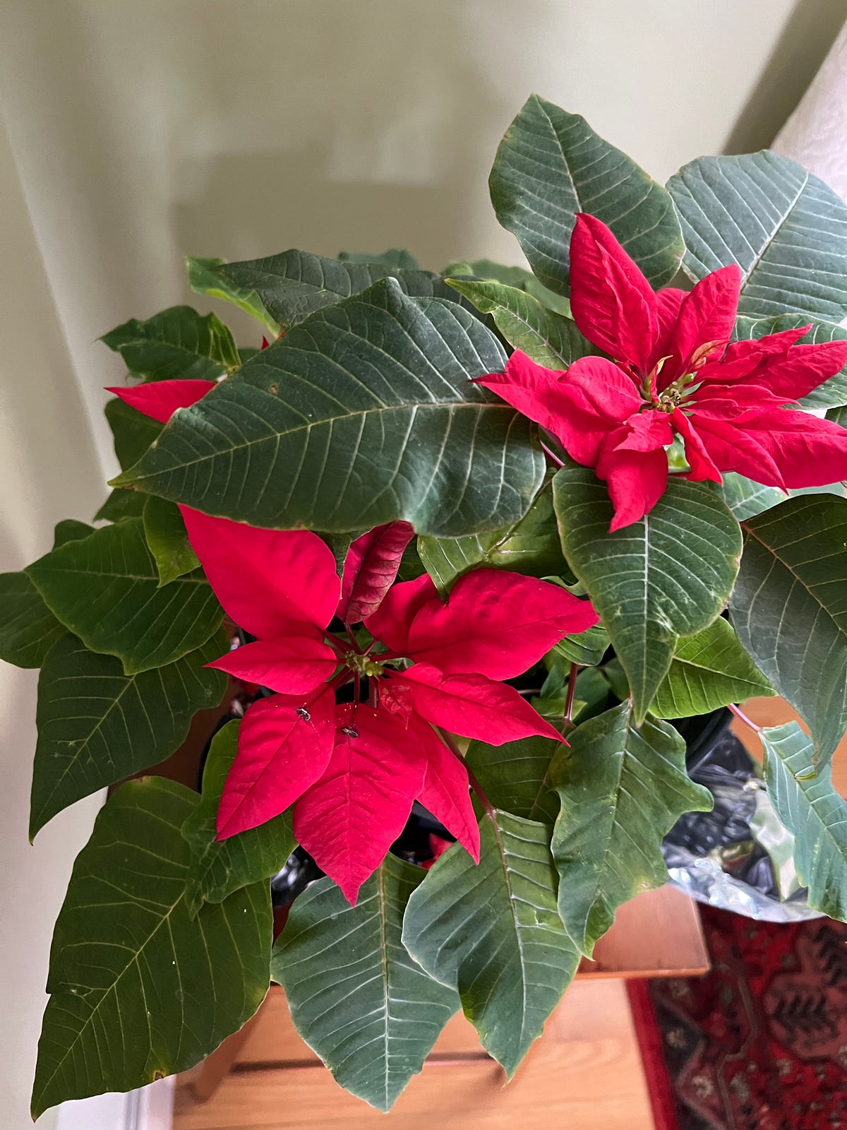 The Queen of the Holidays. How I survived a year after my first… | by ...