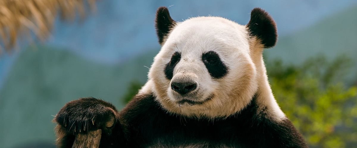 15 Essential Python Pandas Code Snippets | by Gözde Barin | Aug, 2023 | Medium