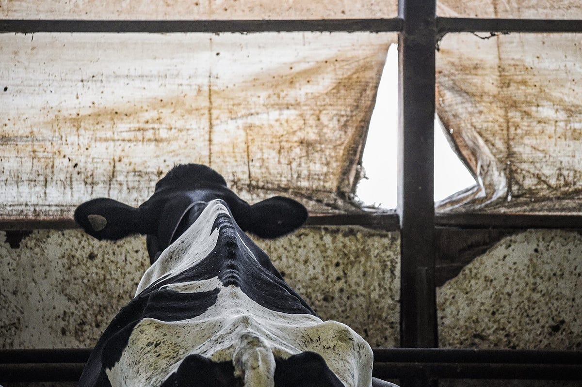 Factory Farming and Its Impact. Around 99 percent of animals that are ...