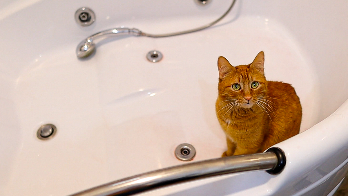 14 Cheap and Easy Ways I Use to Enhance my Cats’ Lives | by Lore Tarau ...