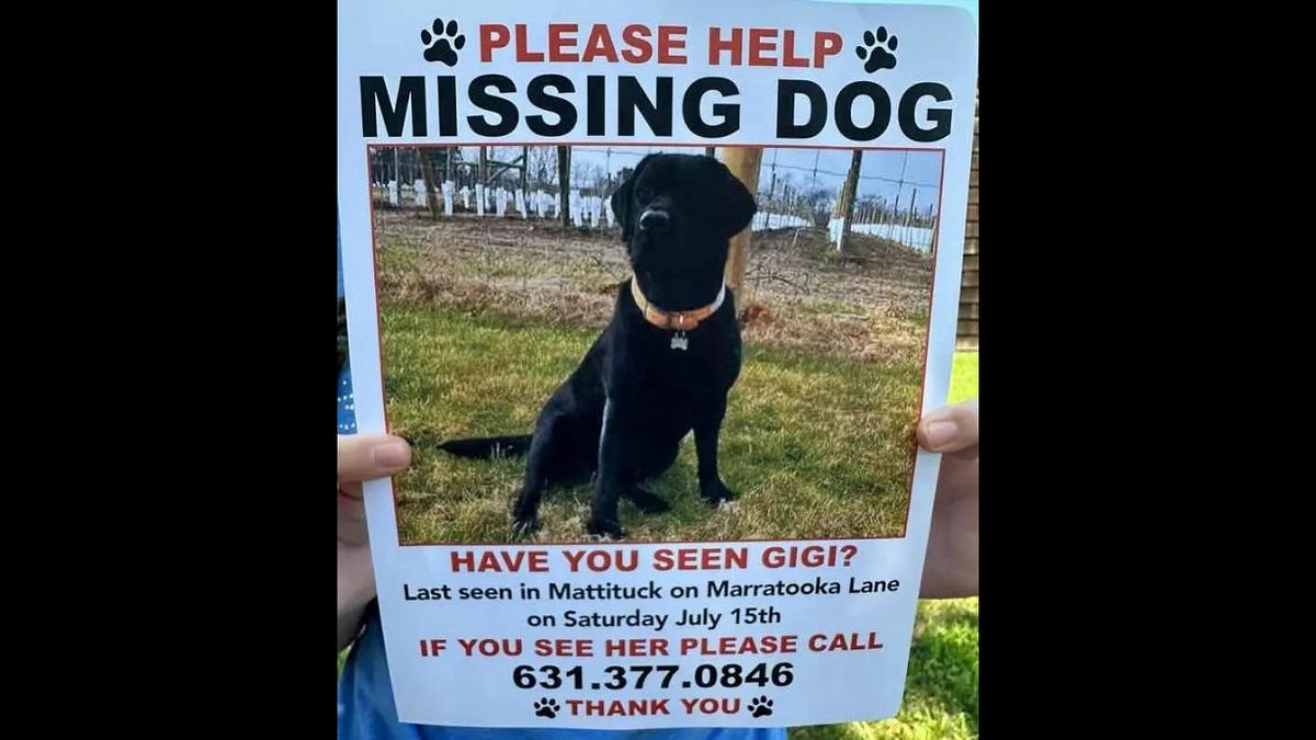 Heartbreaking Search: Long Island Vet’s Beloved Service Dog Missing for ...