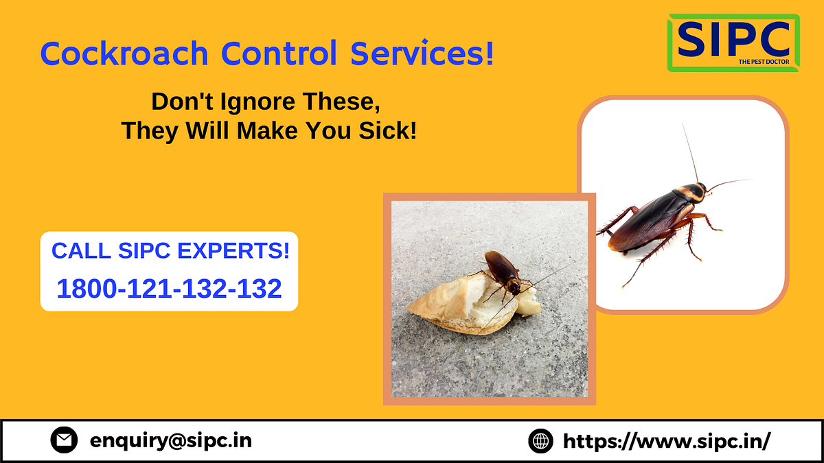 Say Goodbye to Roach Problems: Expert Advice on Spotting, Addressing, and Preventing ...