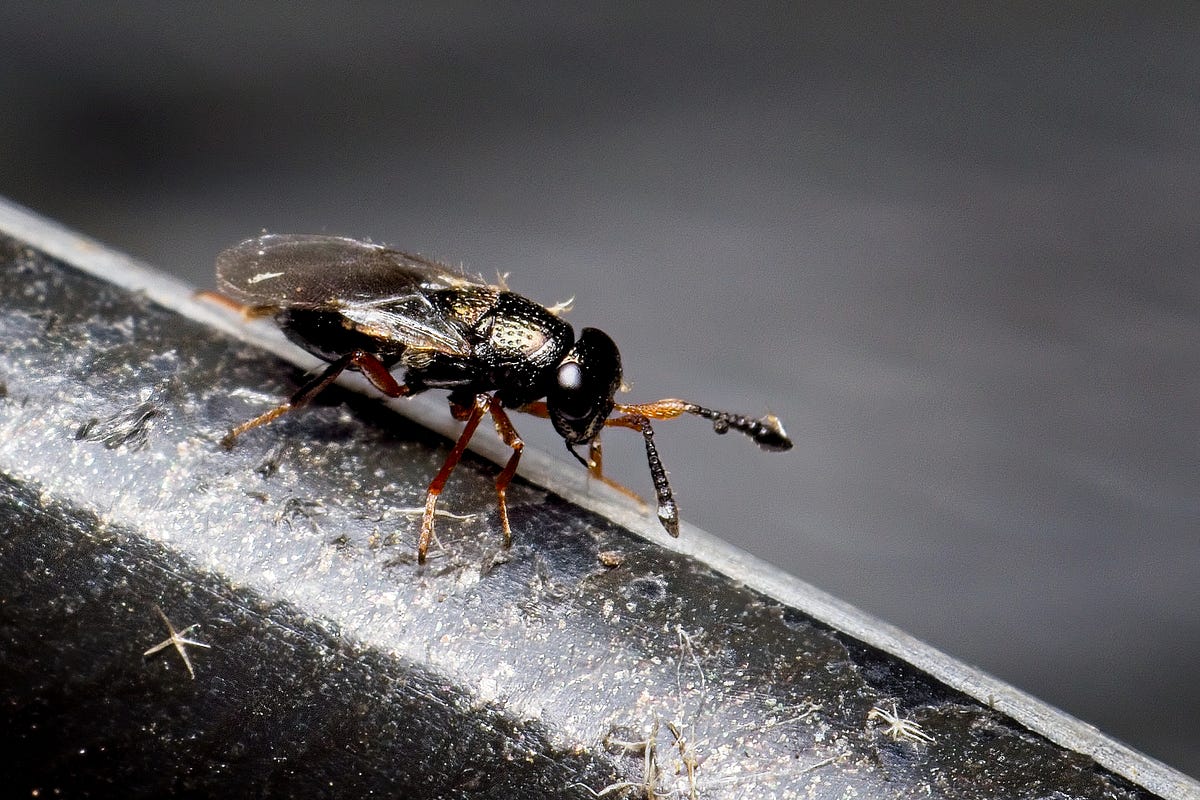 Photographing Insects: The Pizza Box Method | by Mark Overmars | Full ...