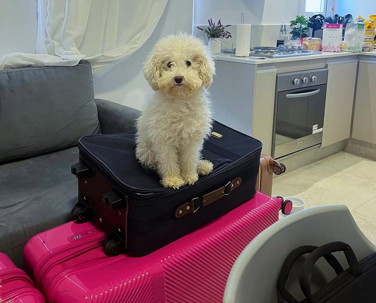 Flying In-Cabin With a Small Poodle: Carrier Rules, Airport Reality ...