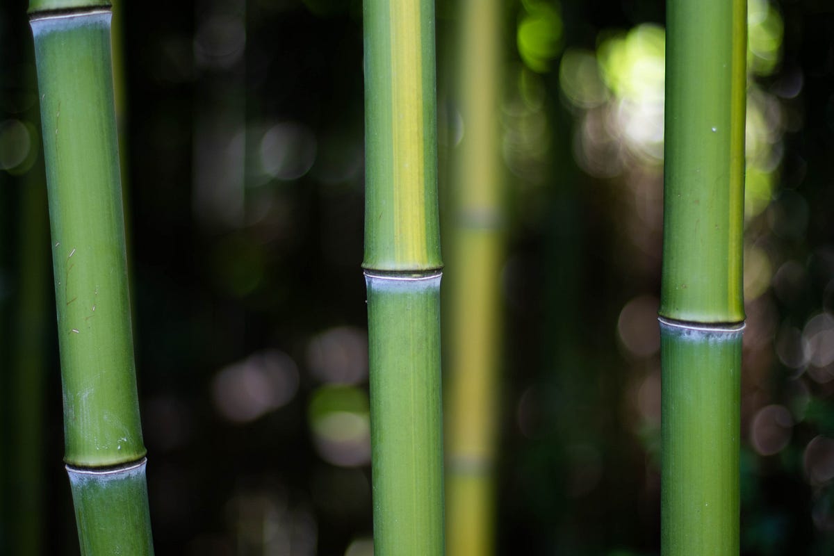Bengal Bamboo