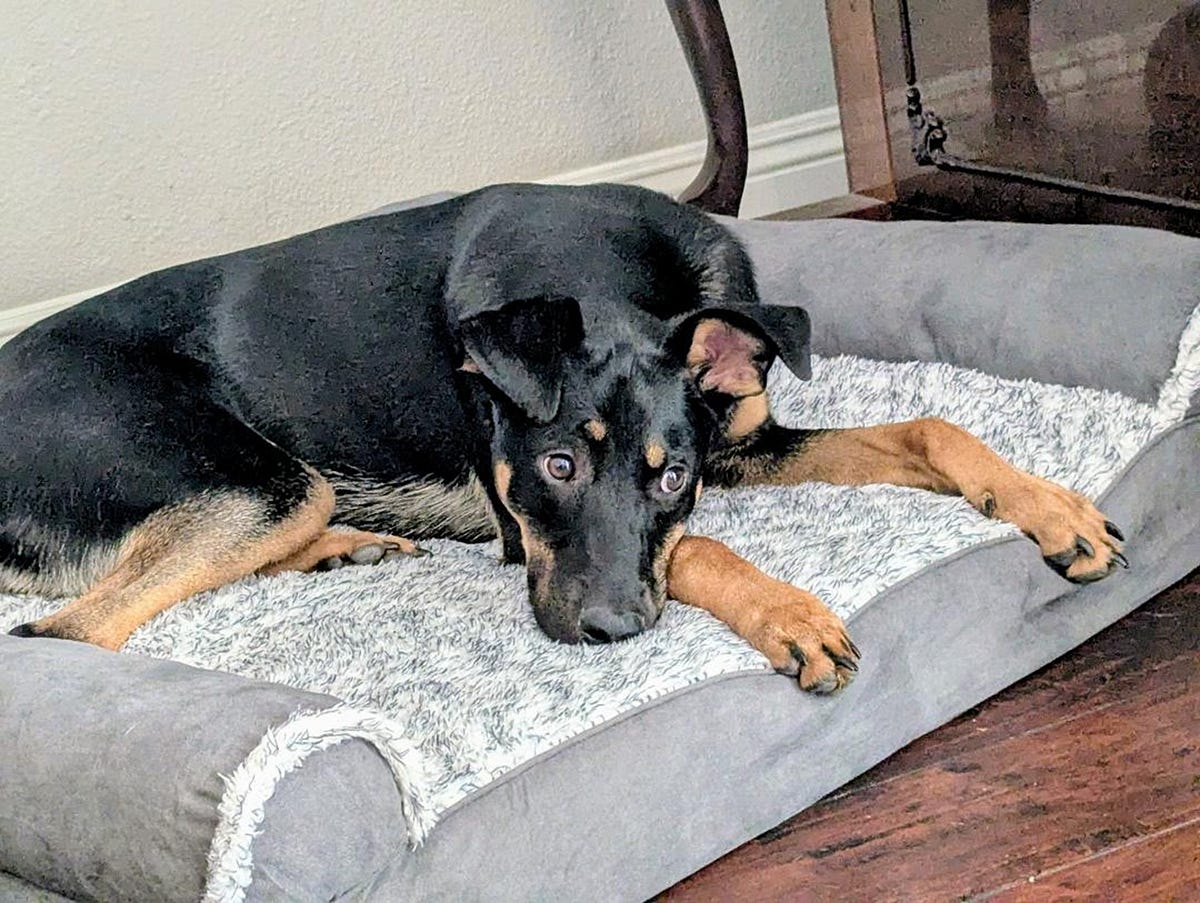 What Dog Breed Am I?. Guess What My Puppy Is | by Janis Masyk-Jackson | Write A Catalyst | Aug ...