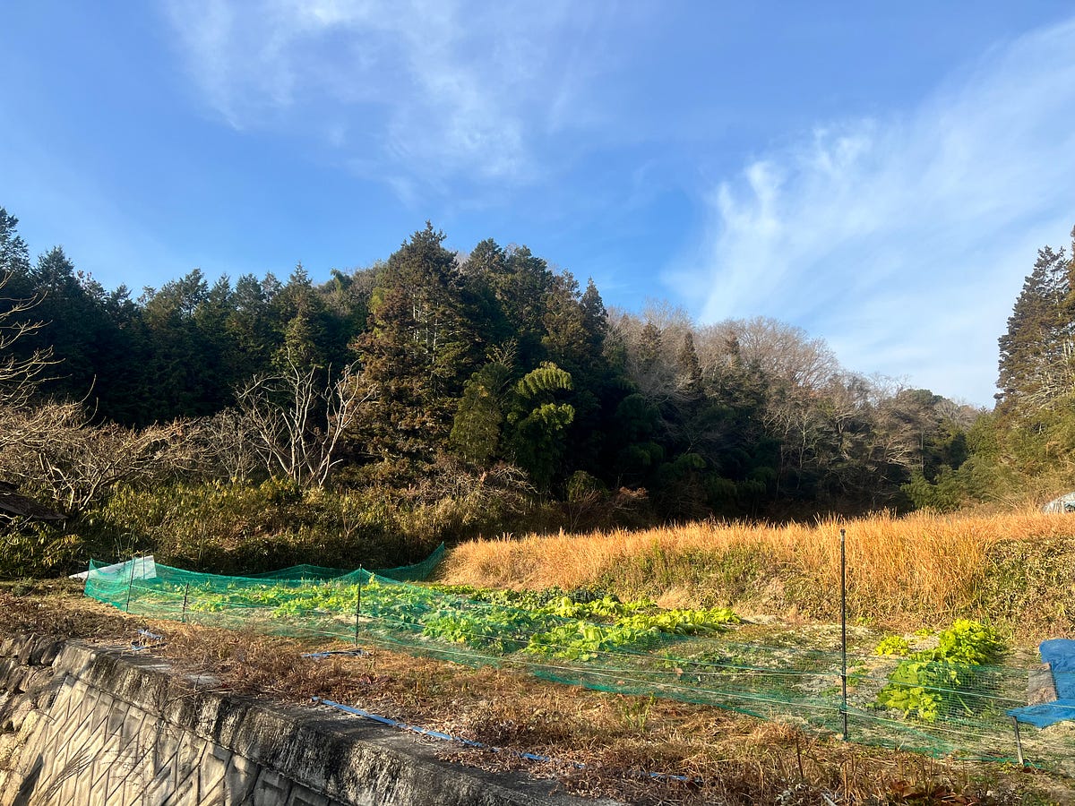 A 52 Weeks on a Farm: Week 51 2024 | by SJ Spencer | 52 Weeks on a Farm | Dec, 2024 | Medium