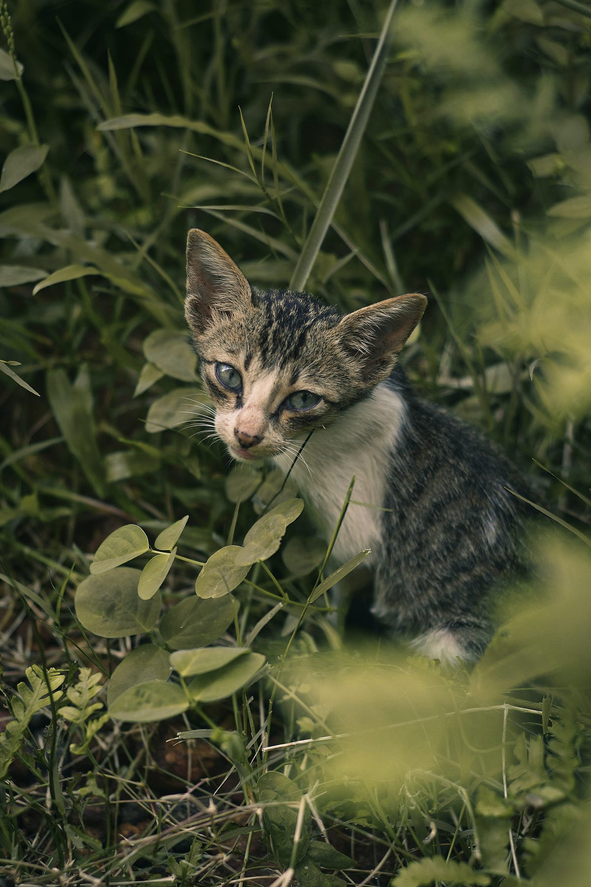 How to Survive a Catpocalypse: A Guide to Living with Multiple Cats ...