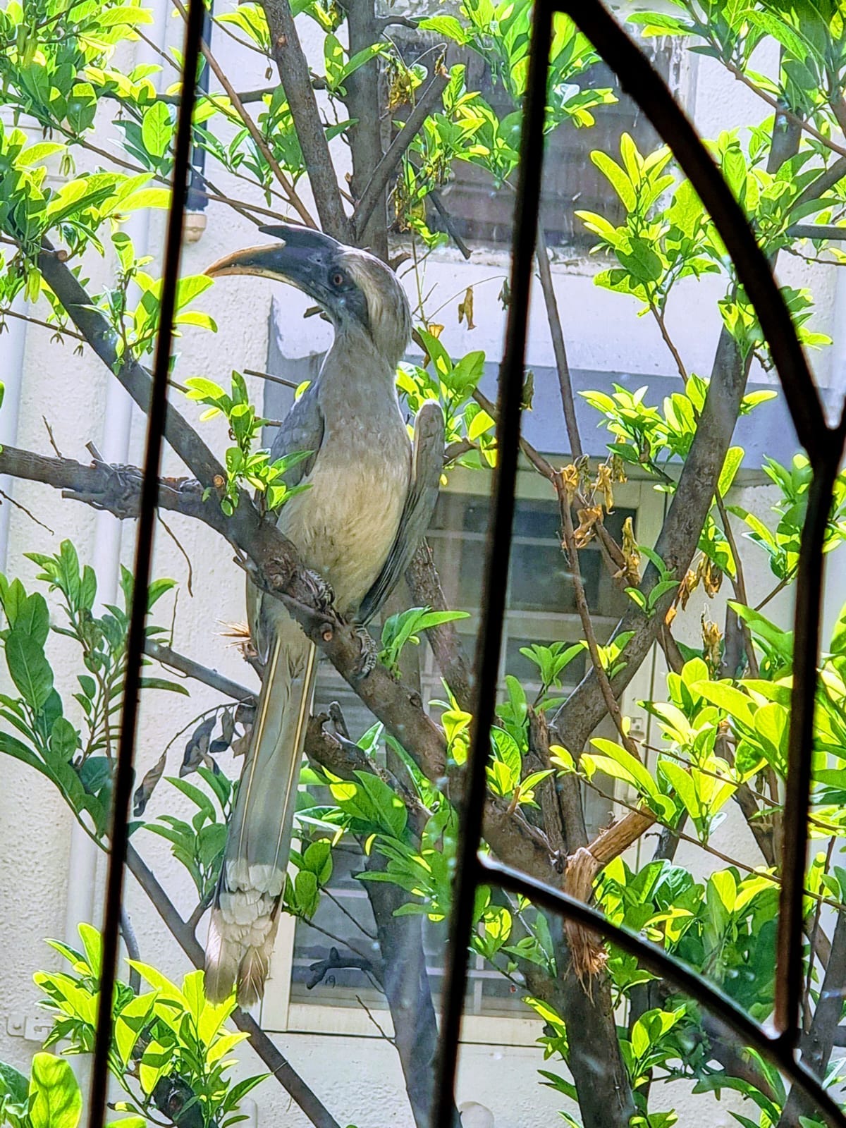 The Grey Hornbill On A Custard Apple Tree | by Shubha Apte | Six Word ...