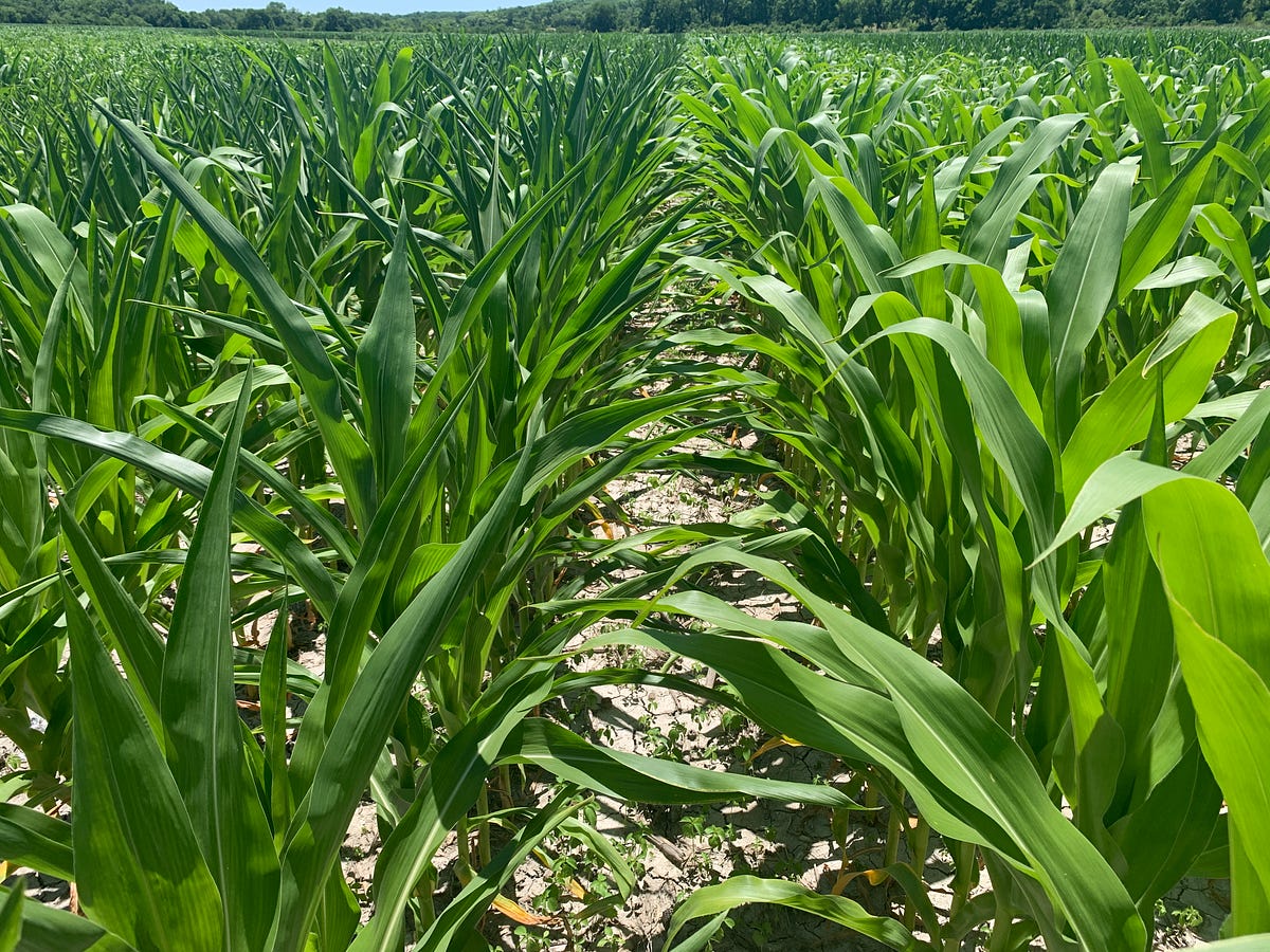 Leaf Roll, Drought Stress and Corn Water Usage | by Adam Owens | Medium
