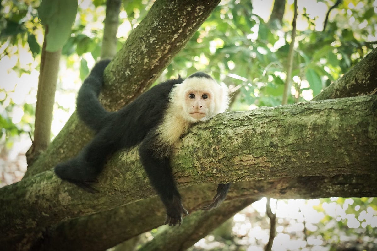 What u don`t know about Costa Rica | by Lorena Randis | Medium