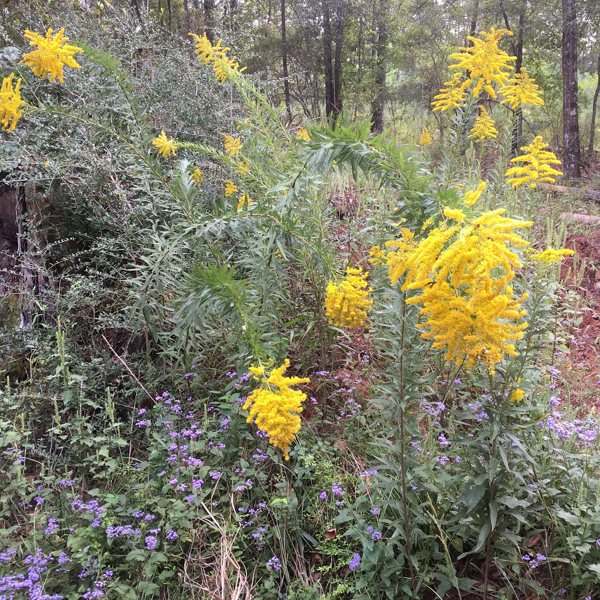 Fall Flowers. It’s been a while since I’ve made an… | by Nick ...