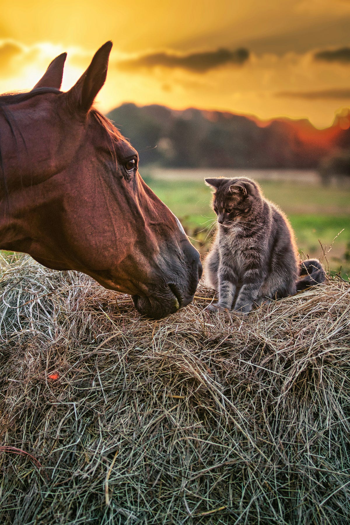 A REVEILLE OF RAVENS & A Cuddle of Cats - | by Sherry Blakeley | Oct ...