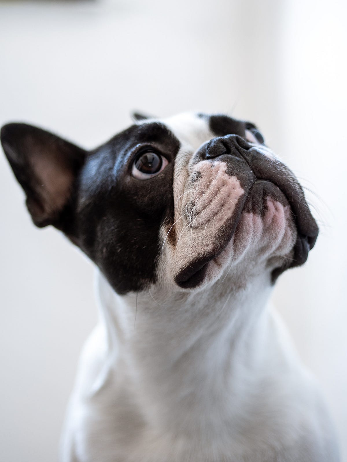 Unconditional Love and Support: How My Dogs Helped with My Mental ...