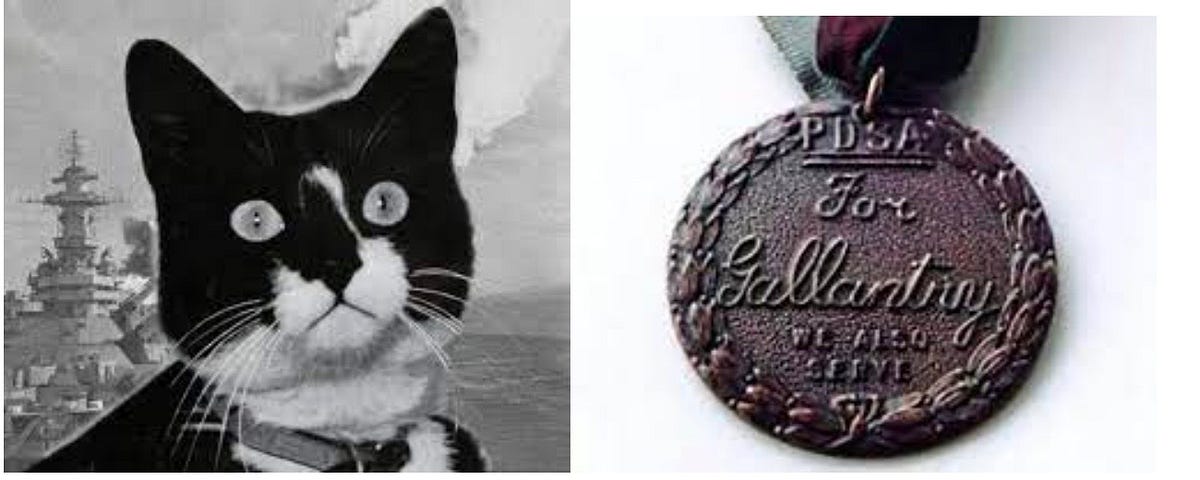 Simon, The Only Cat to Receive a Medal in WWII | by Sharyn Wolf, LCSW-R ...
