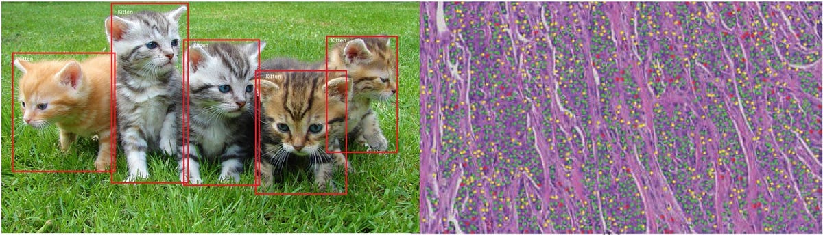 How Different Are Cats and Cells Anyway? | by Michael Bereket ...