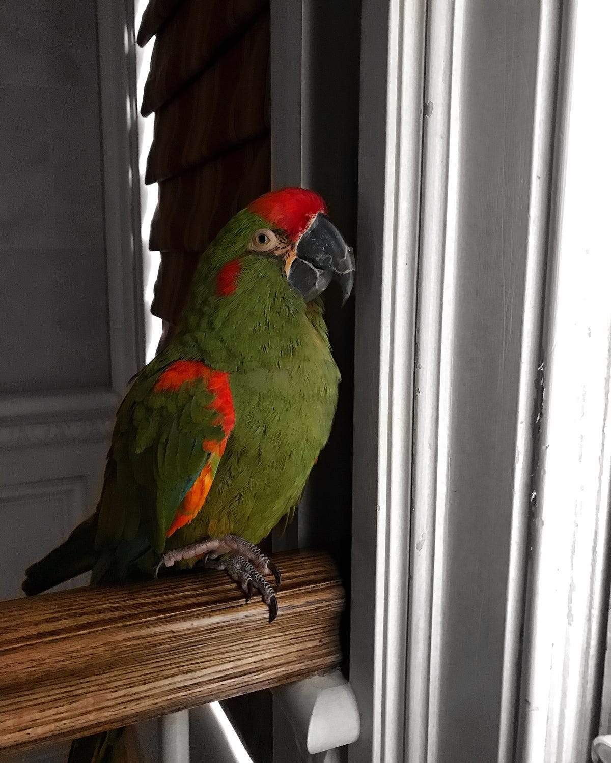 “if I want to be a bird, you must to love my bad character! | by Rey | Medium