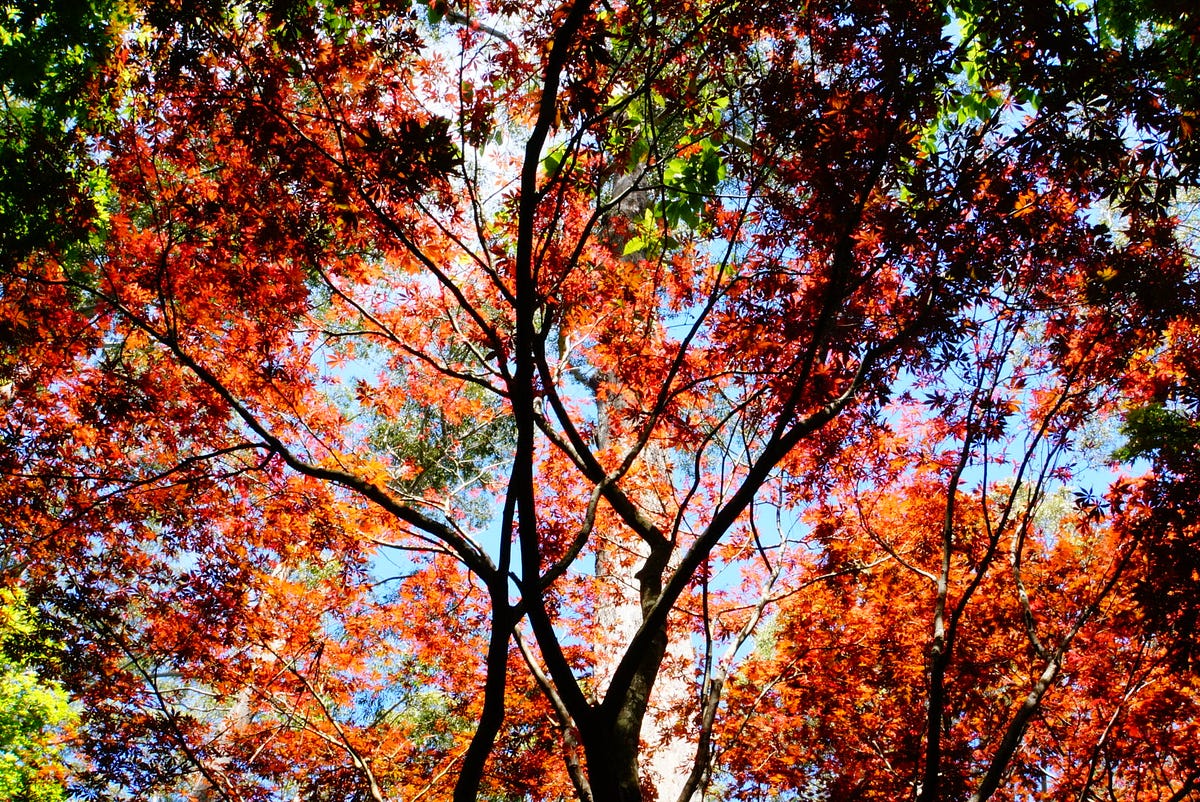 I’ve been thinking in rhymes. I’ve been thinking of all the small… | by ...
