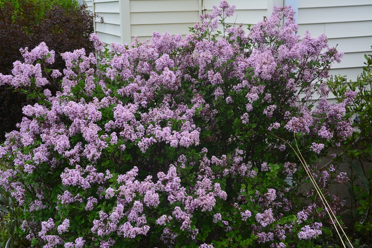 The highs and lows of gardening. More lows as I walked through my ...