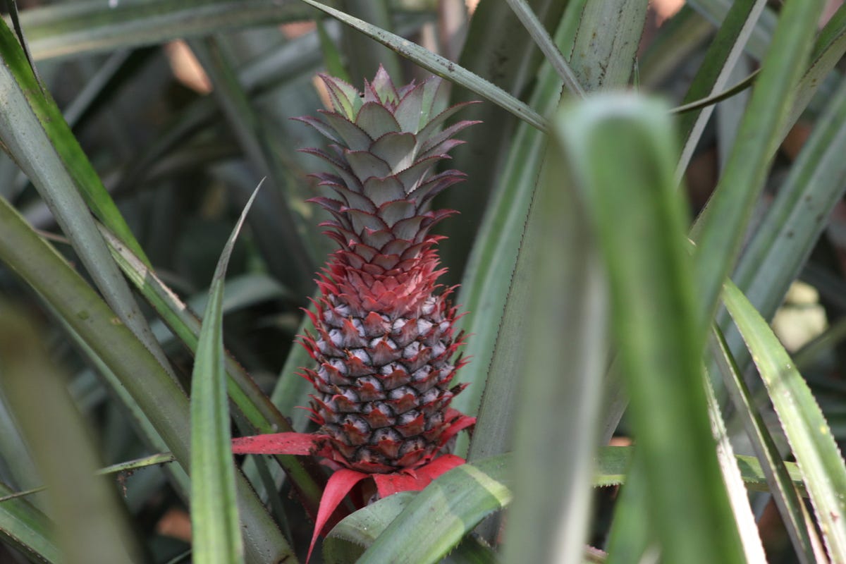 Ananas (Pineapple) the Wimbledon trophy fruit | by Earthworks Farm ...