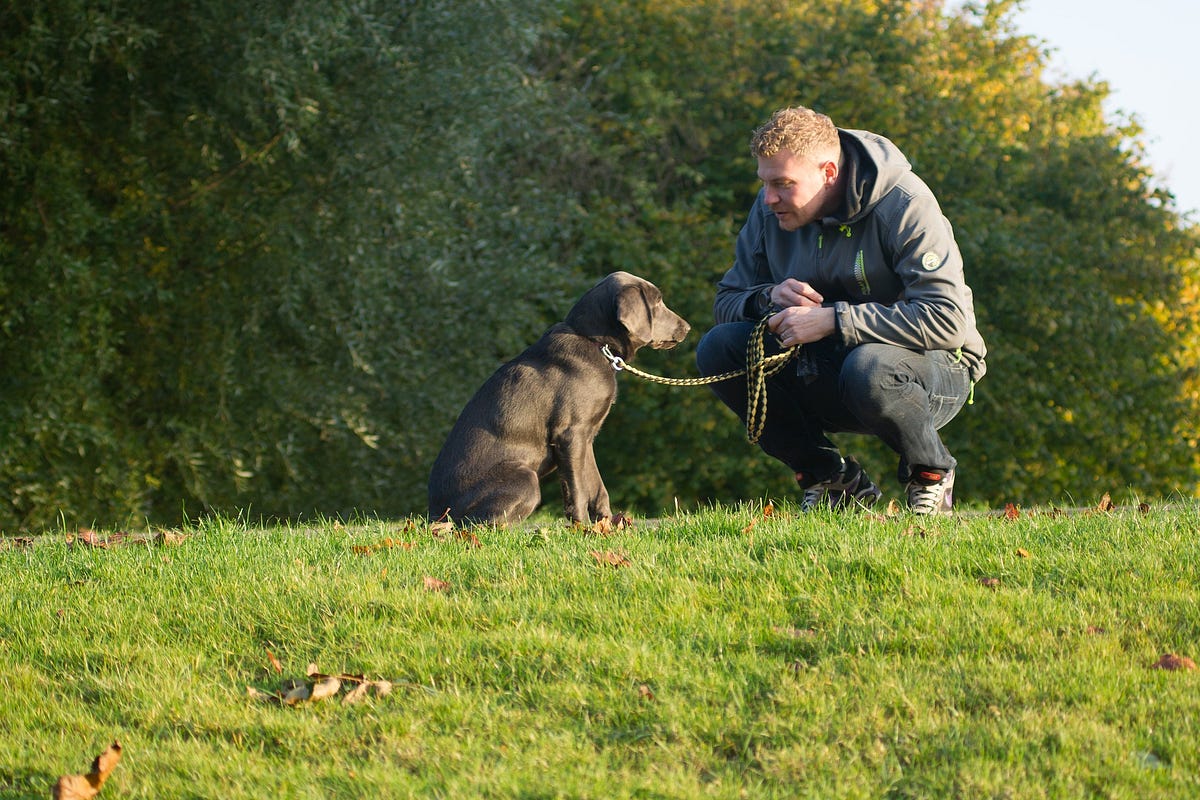 Meeky, Our Unforgettable Dog. An emotional story from a traditional ...