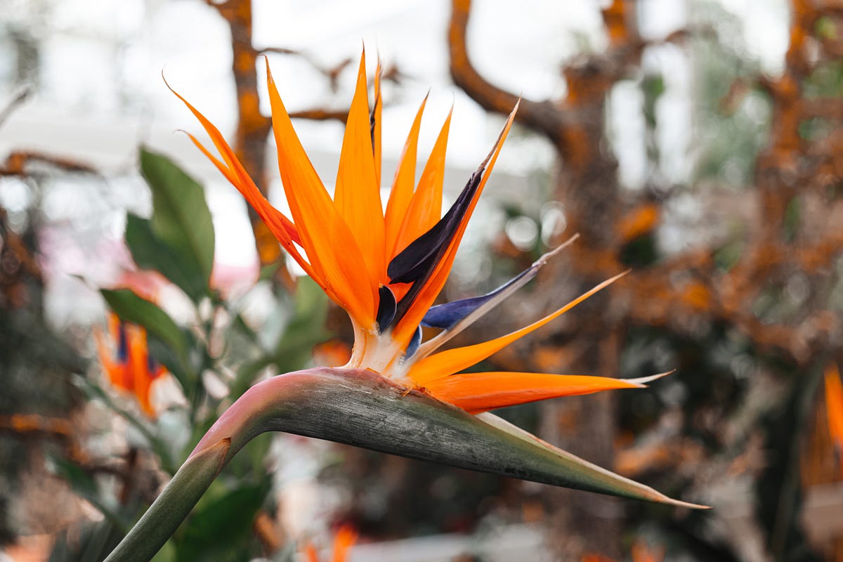 Crane Flowers-Is it a bird or a flower species? | by Shiwangi Dwivedi ...