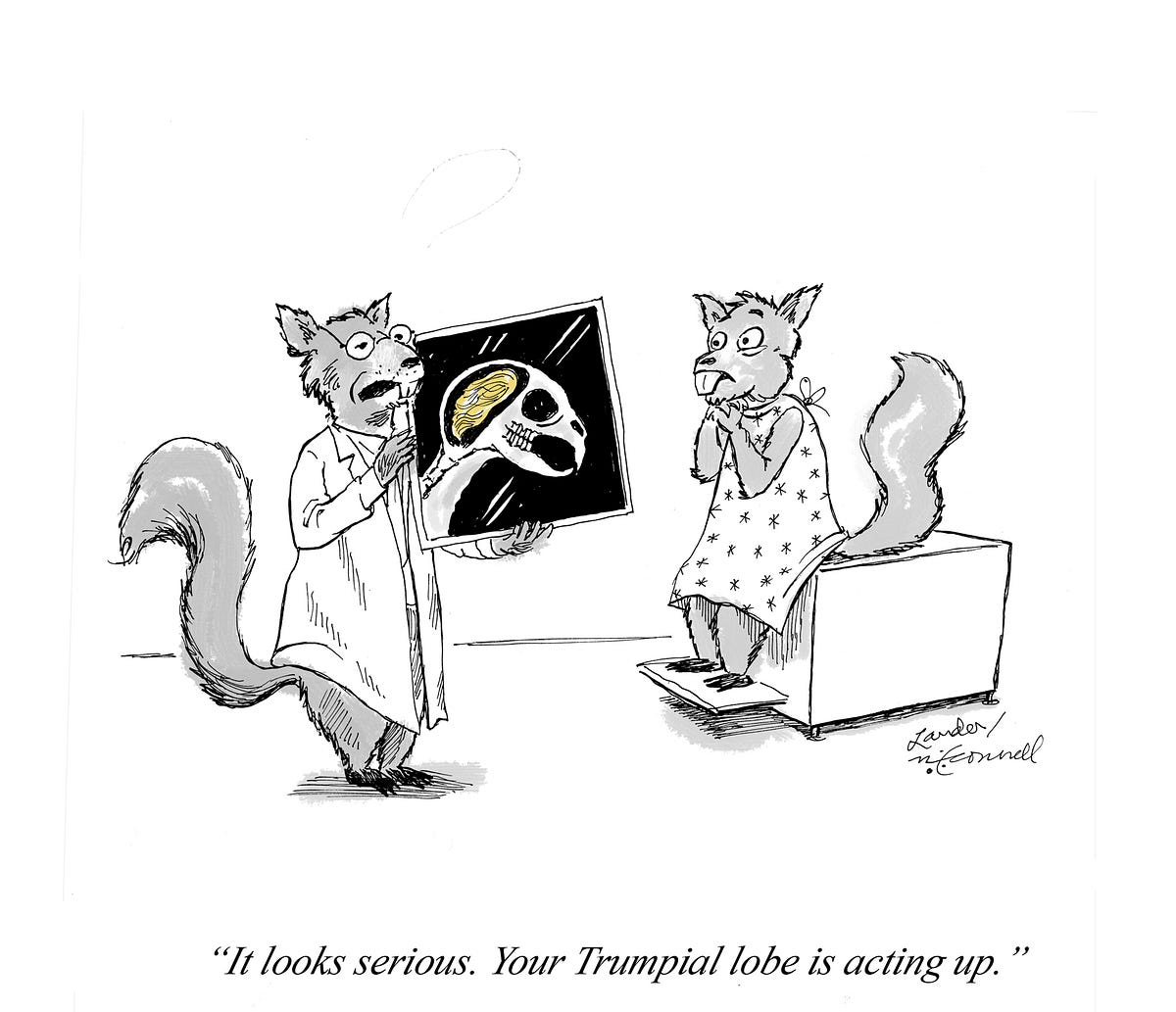 Squirrel - Doctor Funny - Medium