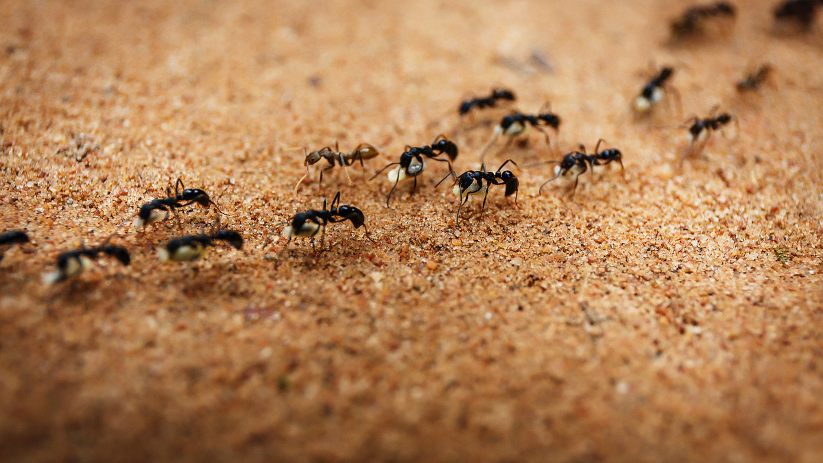 創造力不是爆肝出來的：頂尖創作者都在學懶螞蟻效應 Lazy Ant Effect - Gladys Blog - Medium