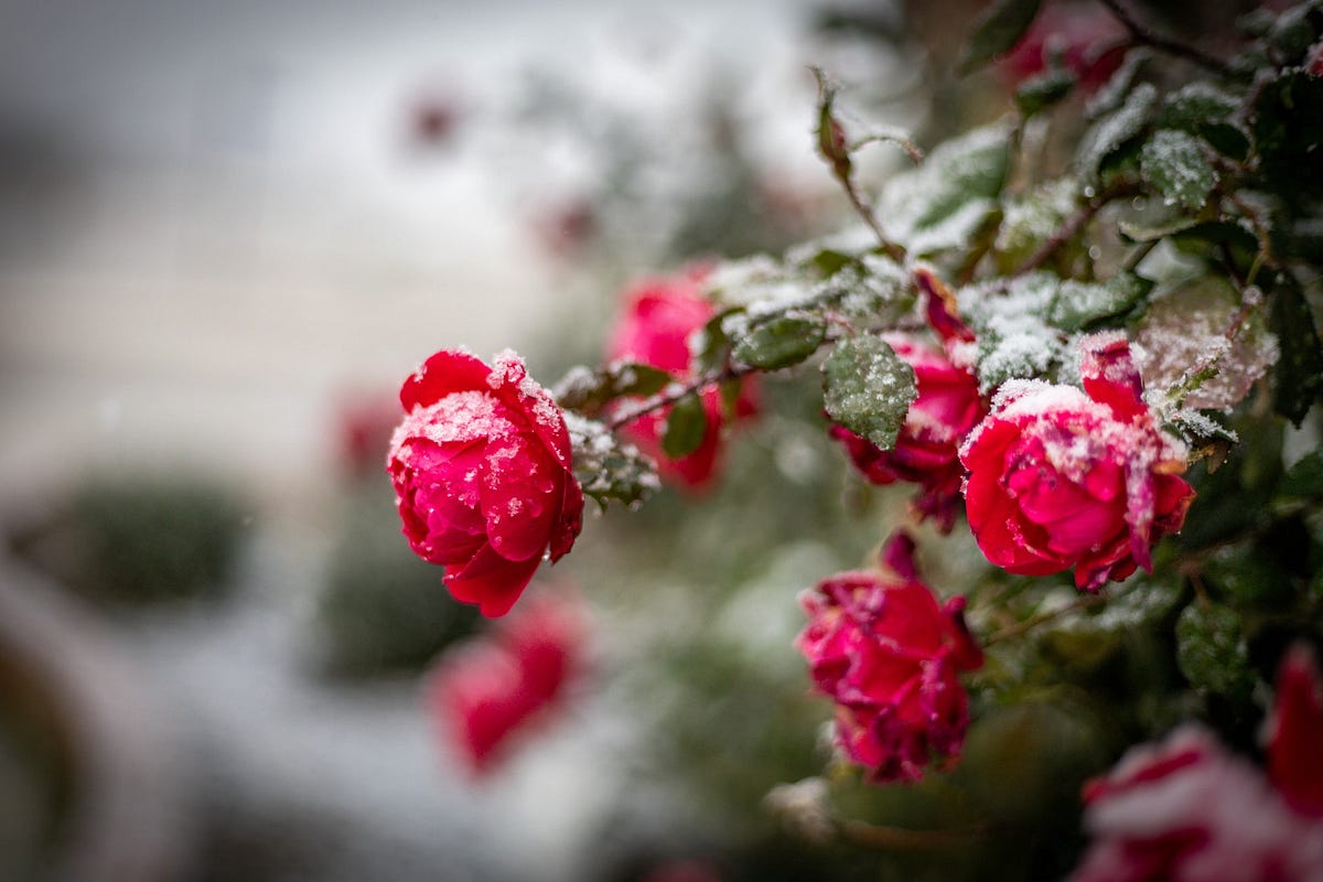 Roses in December. Comforting Memories | by Edith Gallagher Boyd | A ...