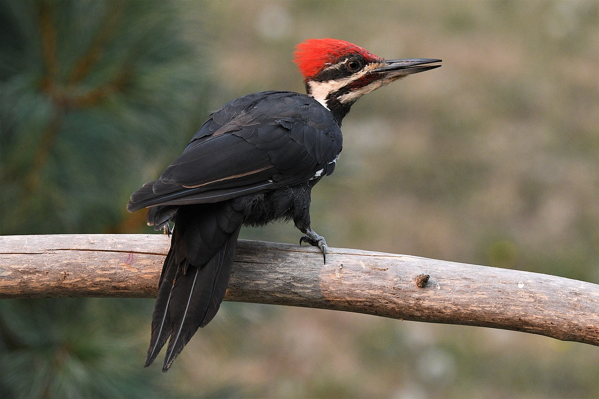 A Bird Ruined Their Sex Life. Divorce may be in the future | by Brian ...