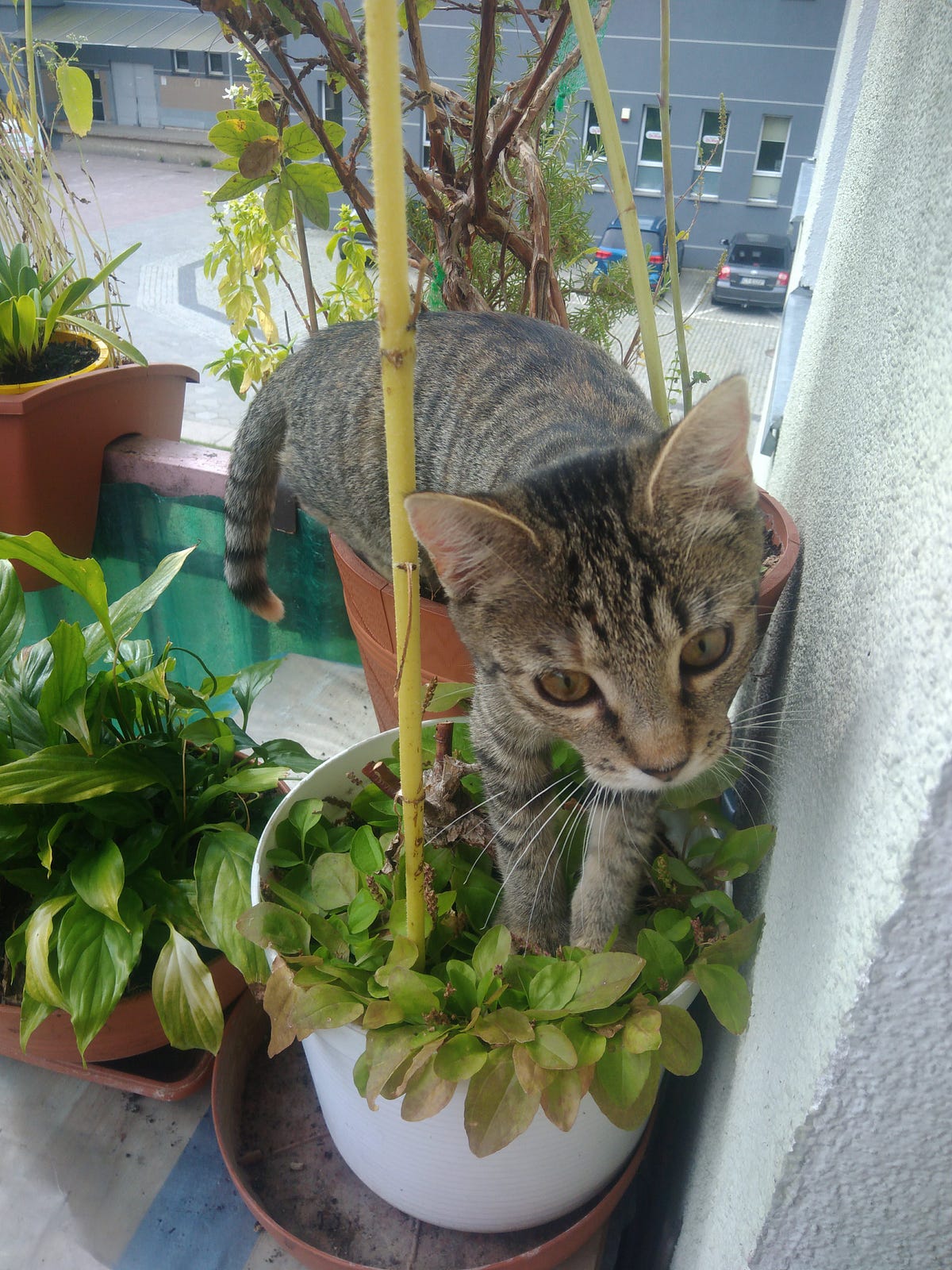 Gryzka’s Day of Cat-e-cholamine-Fueled Adventure | by Anna Soldenhoff ...