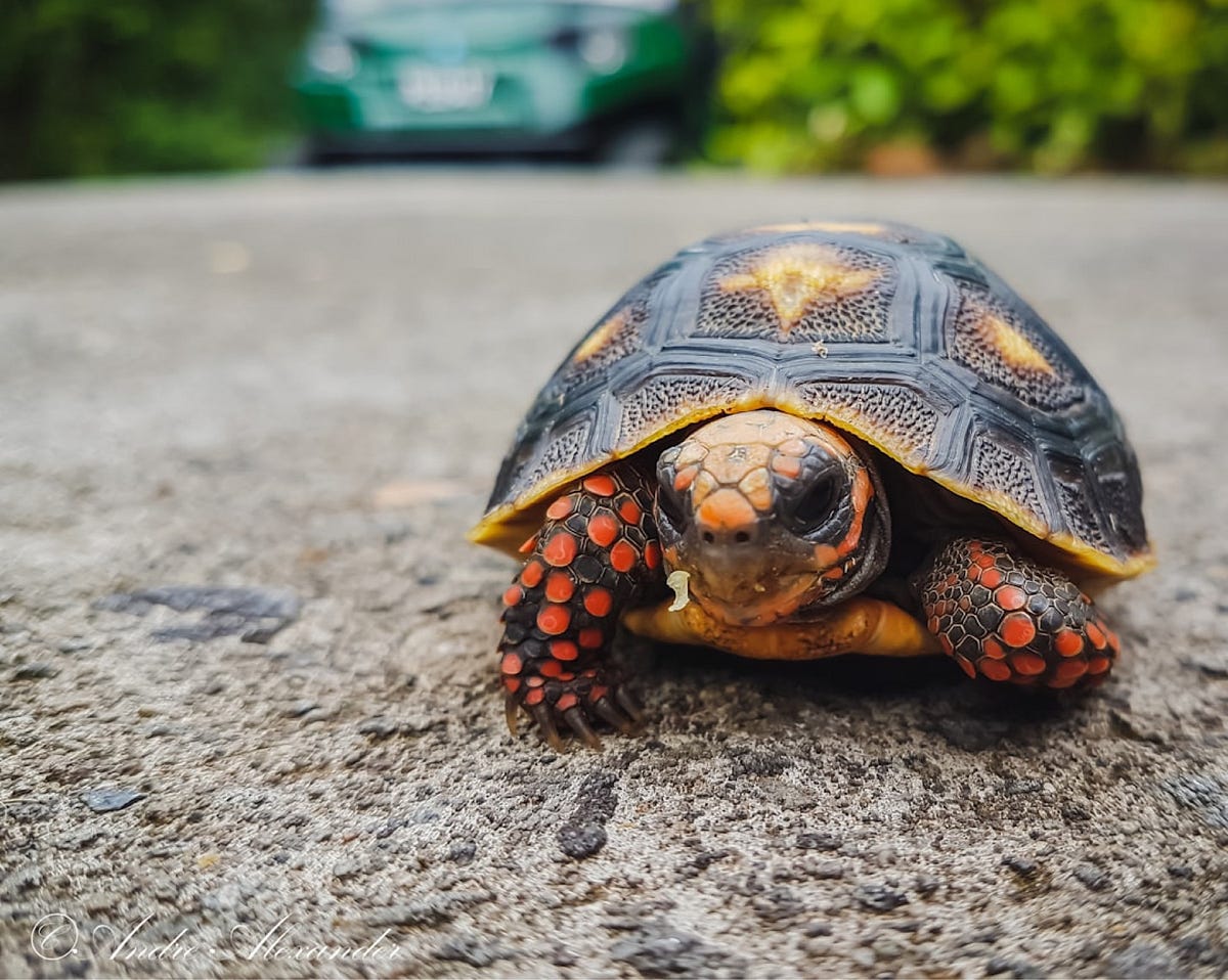 How a Wild Box Turtle Poop-Blocked Me | by Sammy Bohannon | Former ...