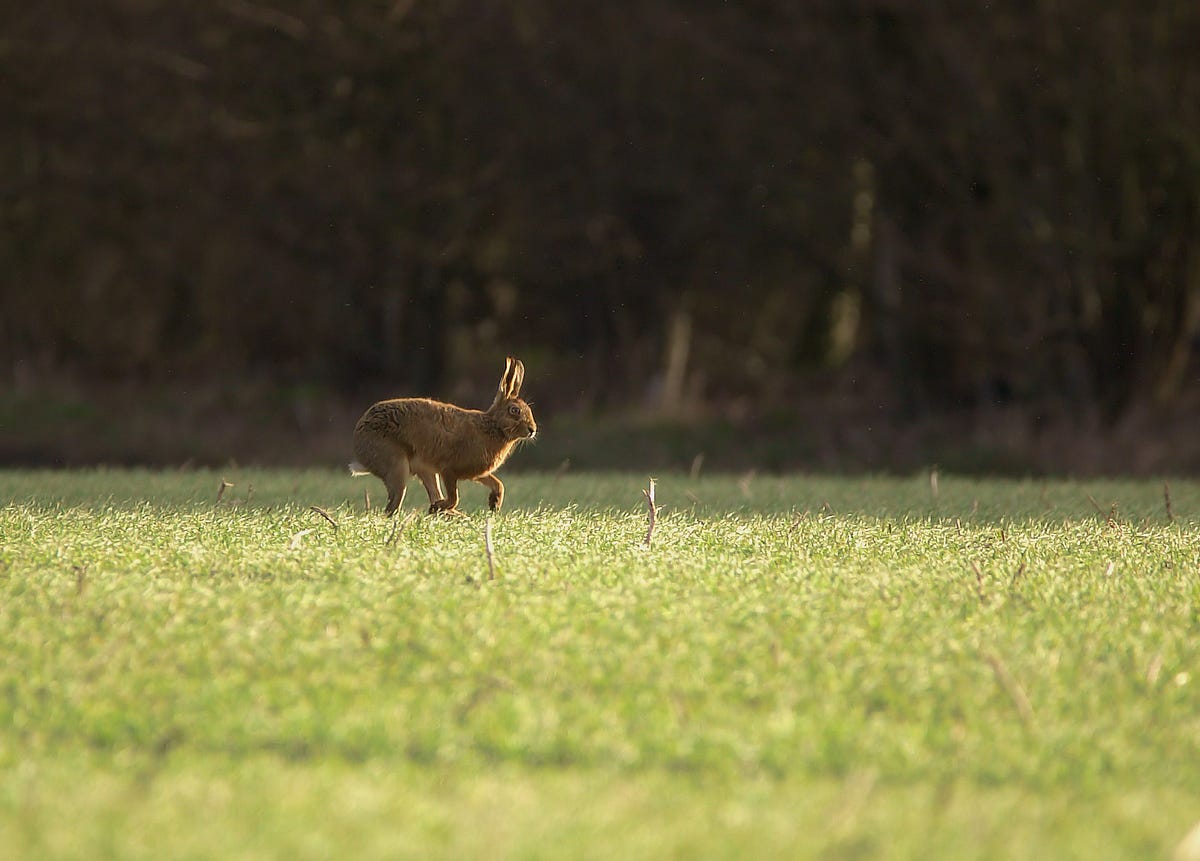 A Tale of Two Tails. I awoke one morning and the sun was… | by Pinfold ...