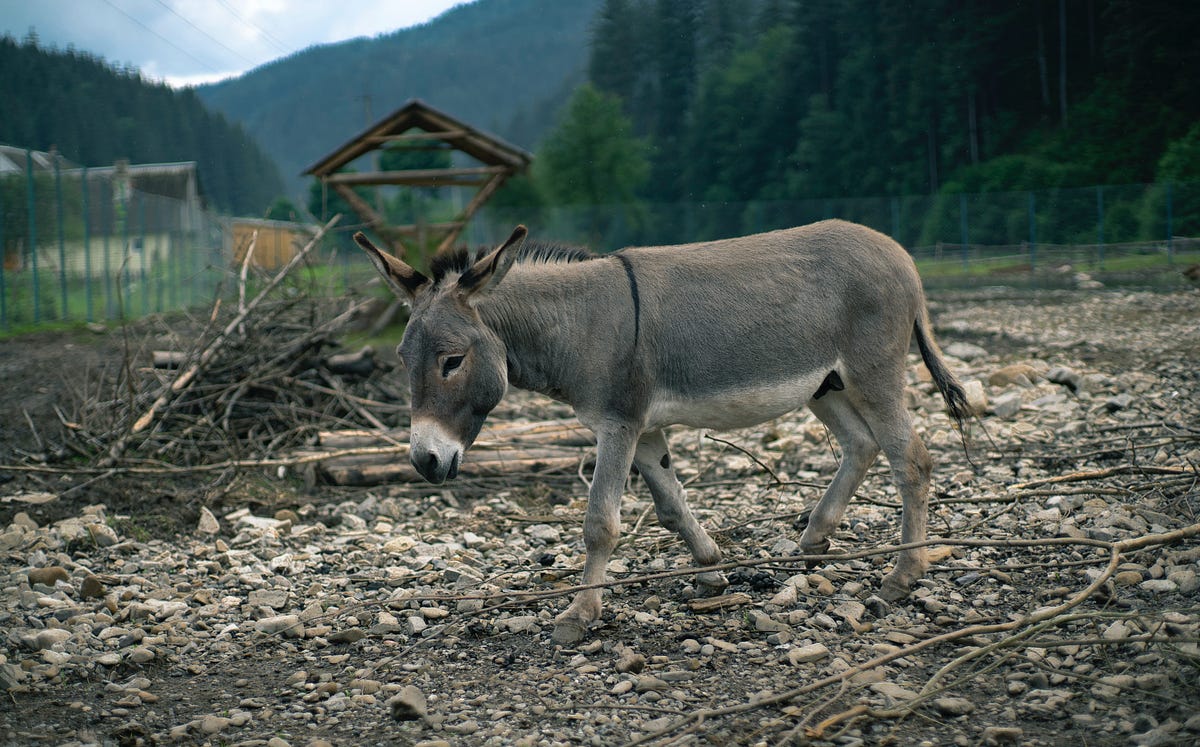 Where Is My Donkey?. Thursday transformational storytelling. | by Diana ...