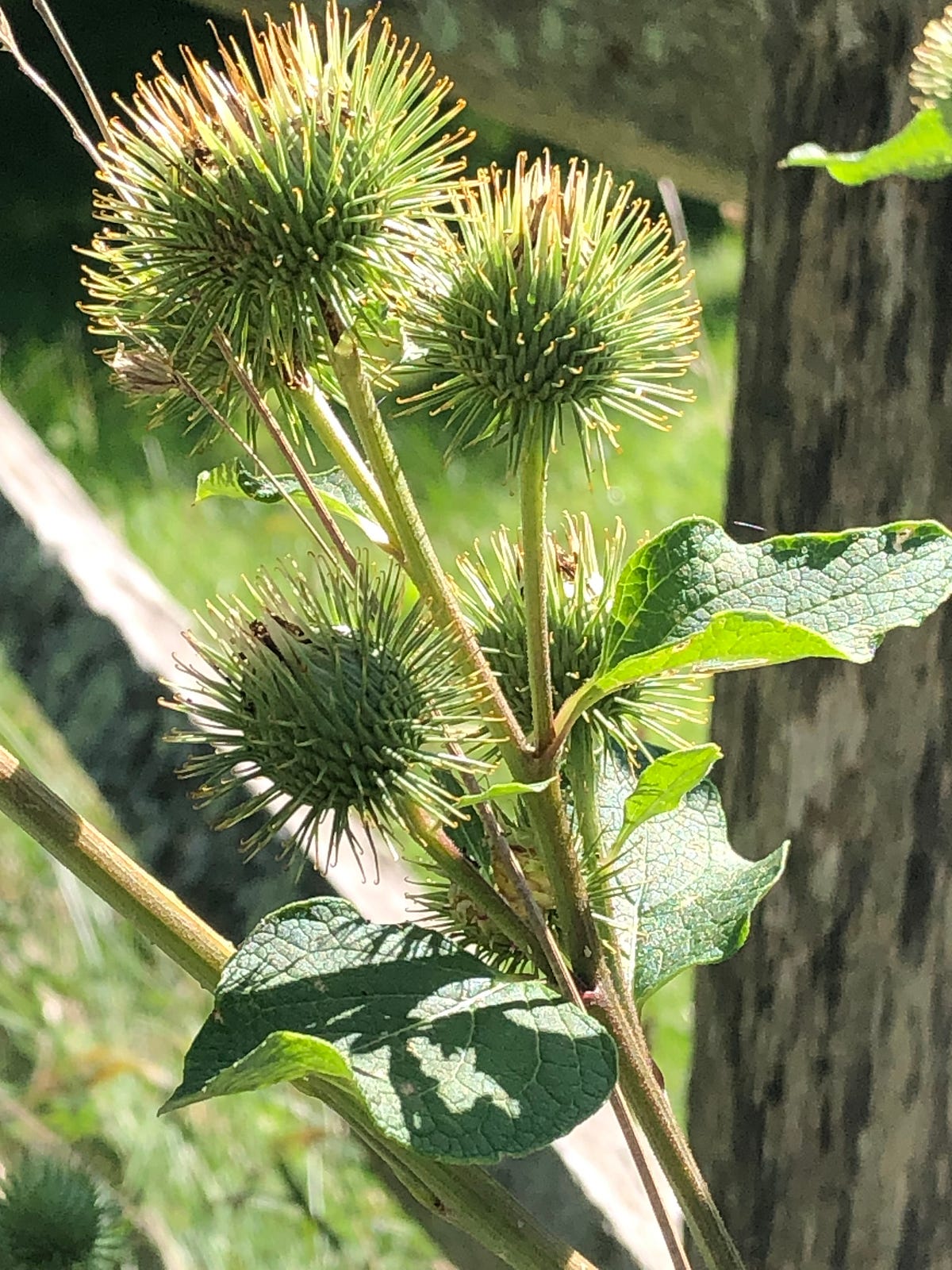 Prickly, Sticky Burrs Lead to Useful Discovery - The Daily Cuppa - Medium