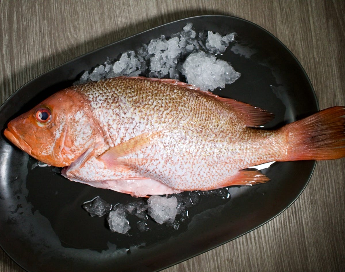 A Snapper Story. The satisfaction in using a beautiful… | by DuBeers ...