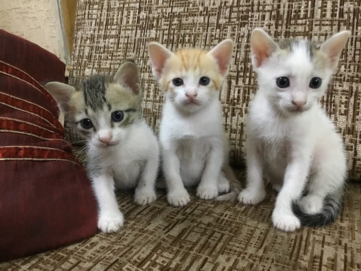 4 SIGNS THAT SHOW YOU NEED TO GET A CAT!! | by Shraddha | Medium