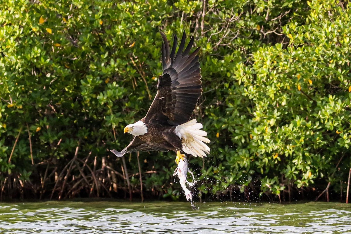 A heron fishes and the ibis forage for grubs. | a Few Words