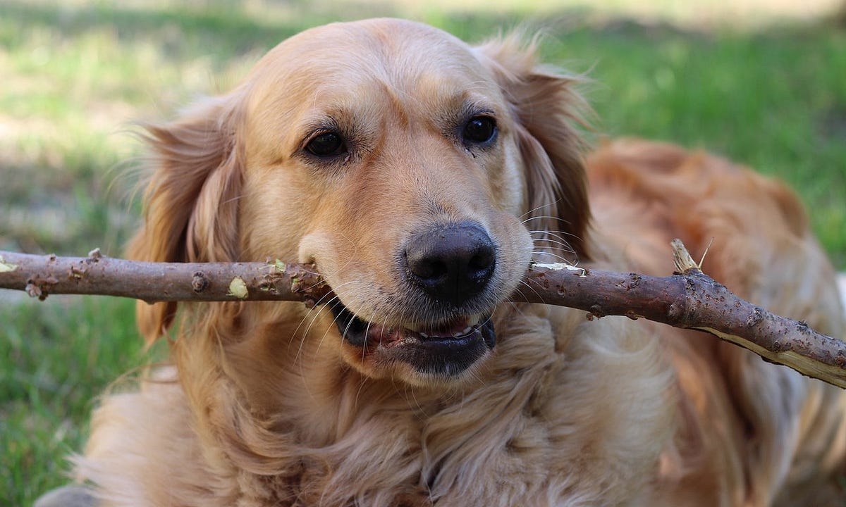 Fetching Data in React using Hooks | by Chidume Nnamdi | Bits and Pieces