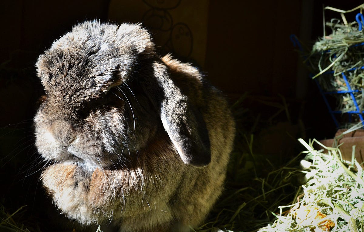 Sun Bun | by Lori McCray | SNAPSHOTS | Medium