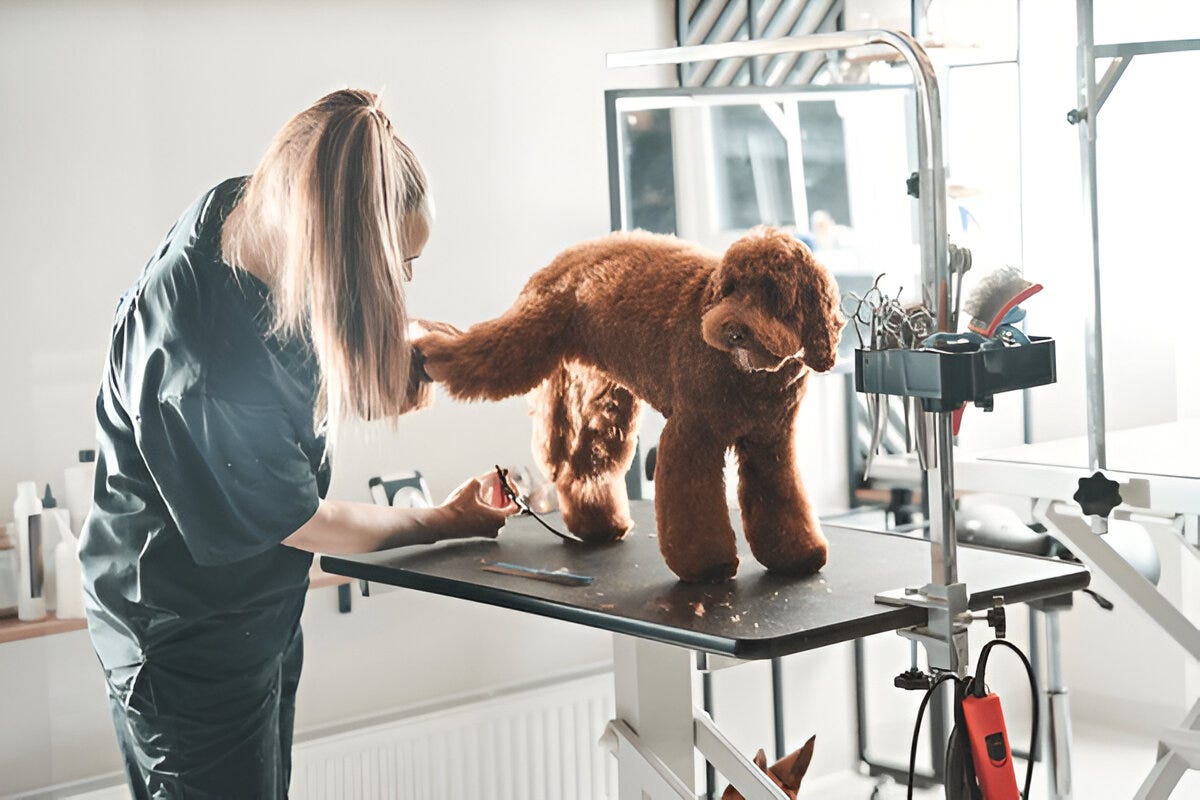 How Buddies Mobile Pet Grooming Keeps Pets Calm During Nail Trims? | by ...