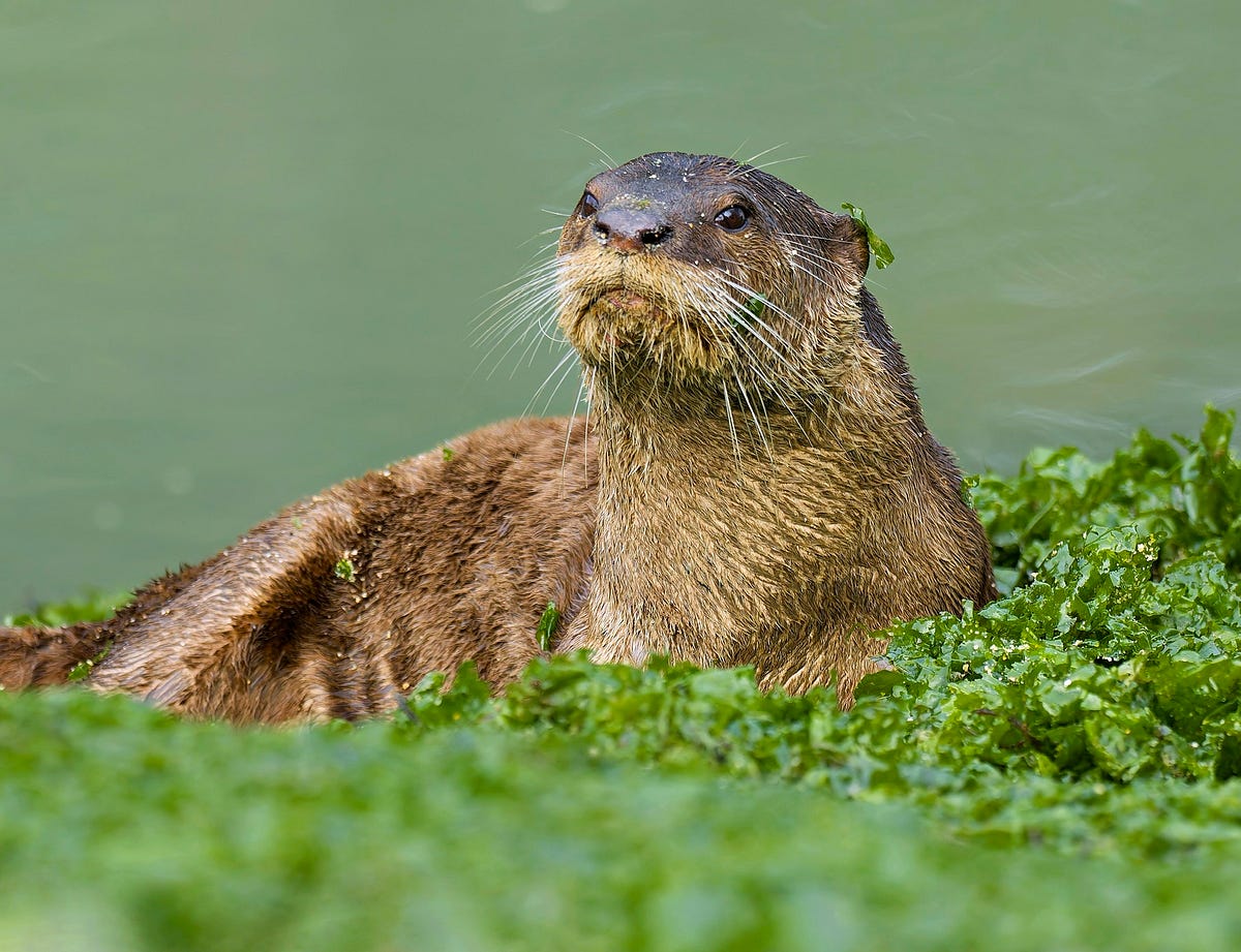 The Lone Otter by the Shore. Watching a solitary swimmer search and ...