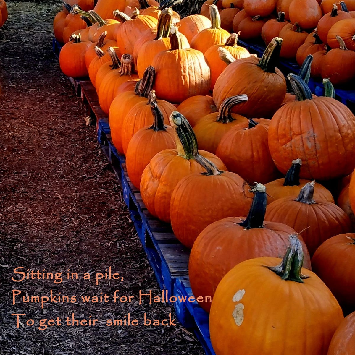 Haiku For October 2023. “When life gives you pumpkins, make… | by K R ...