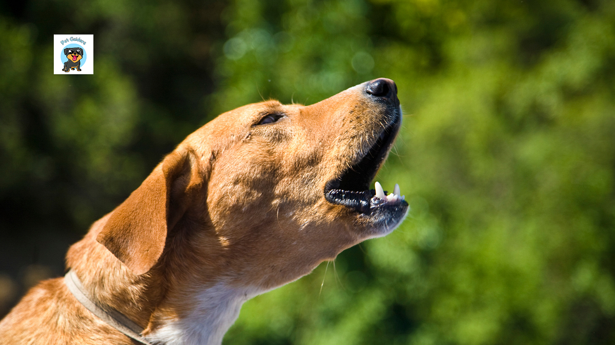 How Does a Dog Identify a Thief and Start Barking? | by Pet Guiders ...