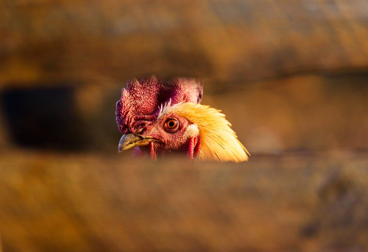 The Best Chicken Photo I Ever Made | by Ian Hanson | Six Word Photo ...