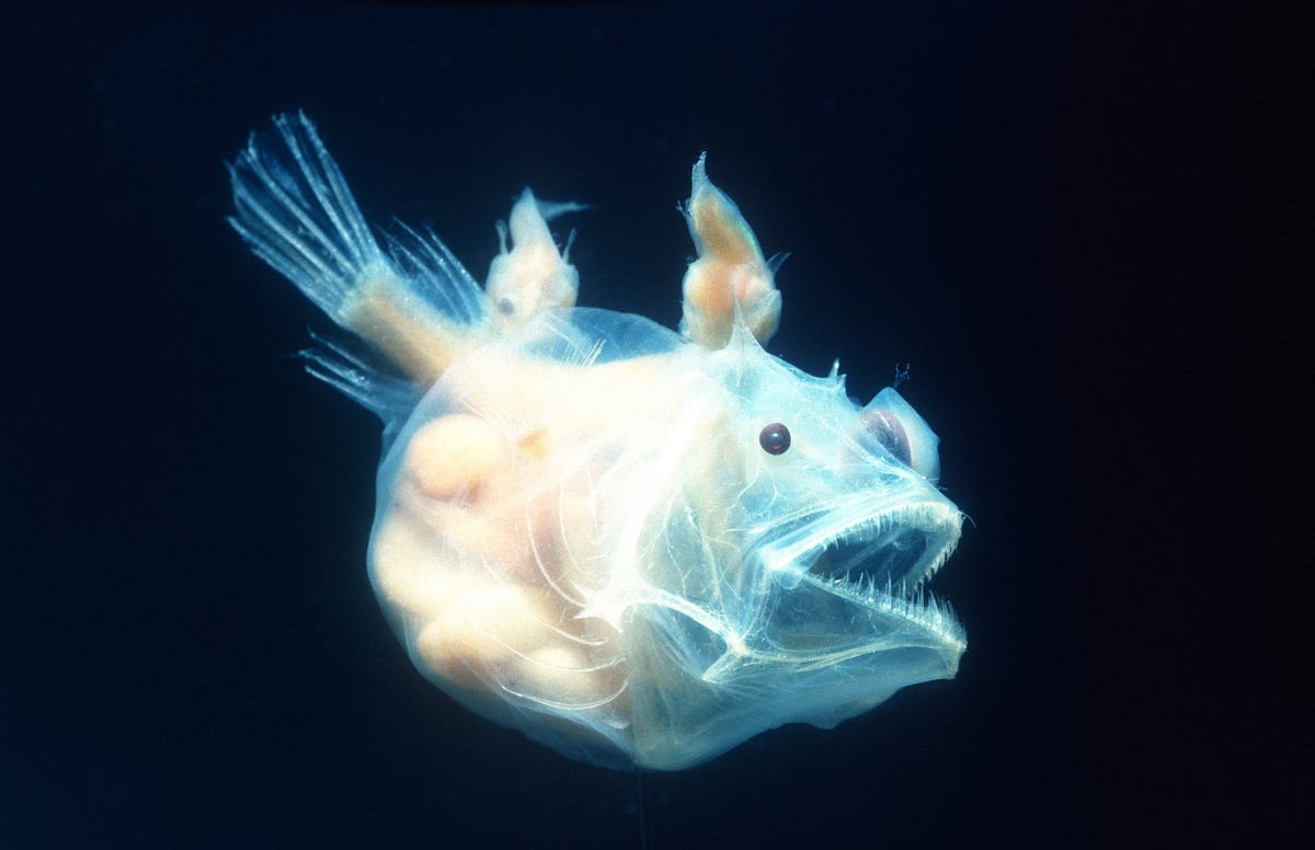The Ocean Ghost: A Bioluminescent Wonder of the Deep | by Marine ...