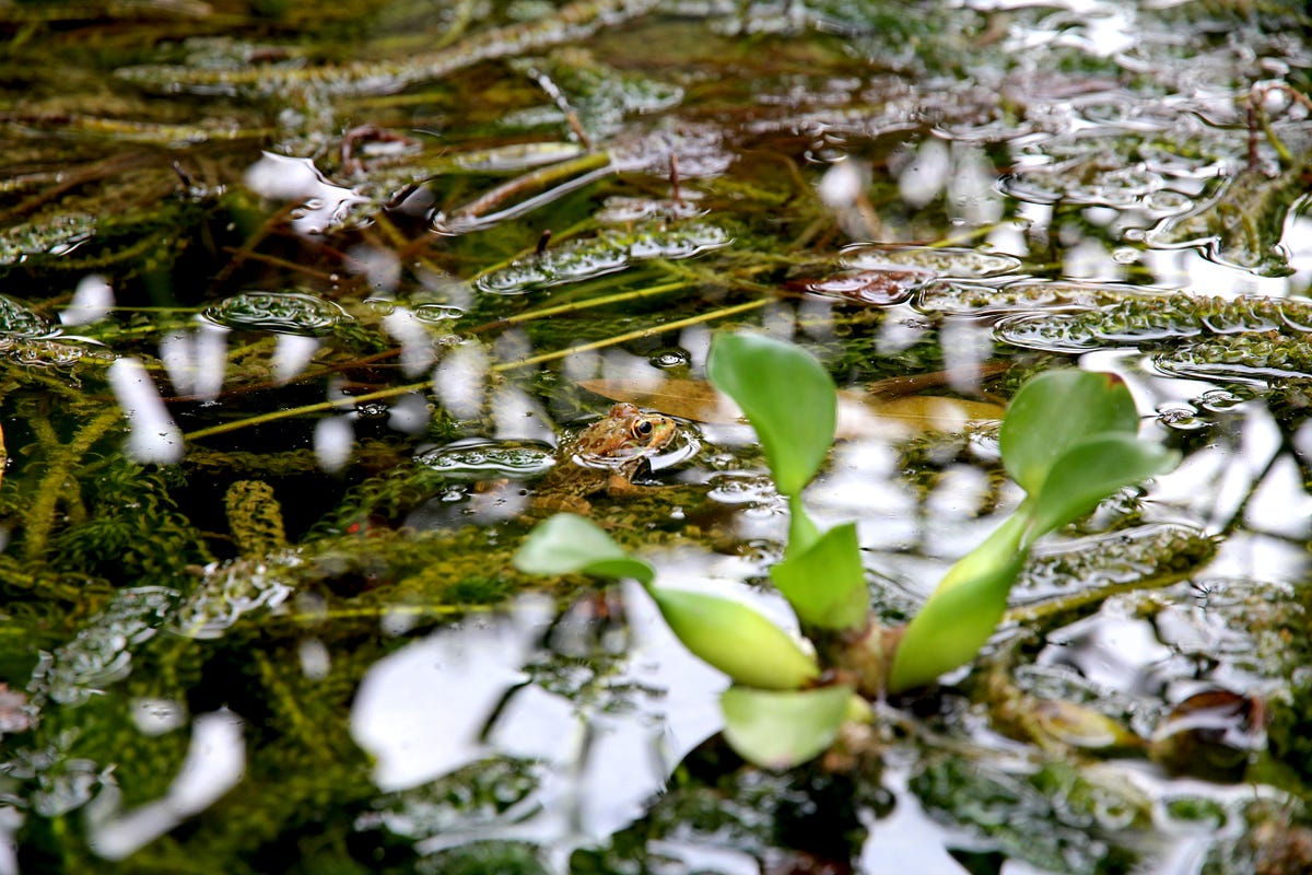 Draining the swamp of fake news and confirmation bias | by David Ng ...