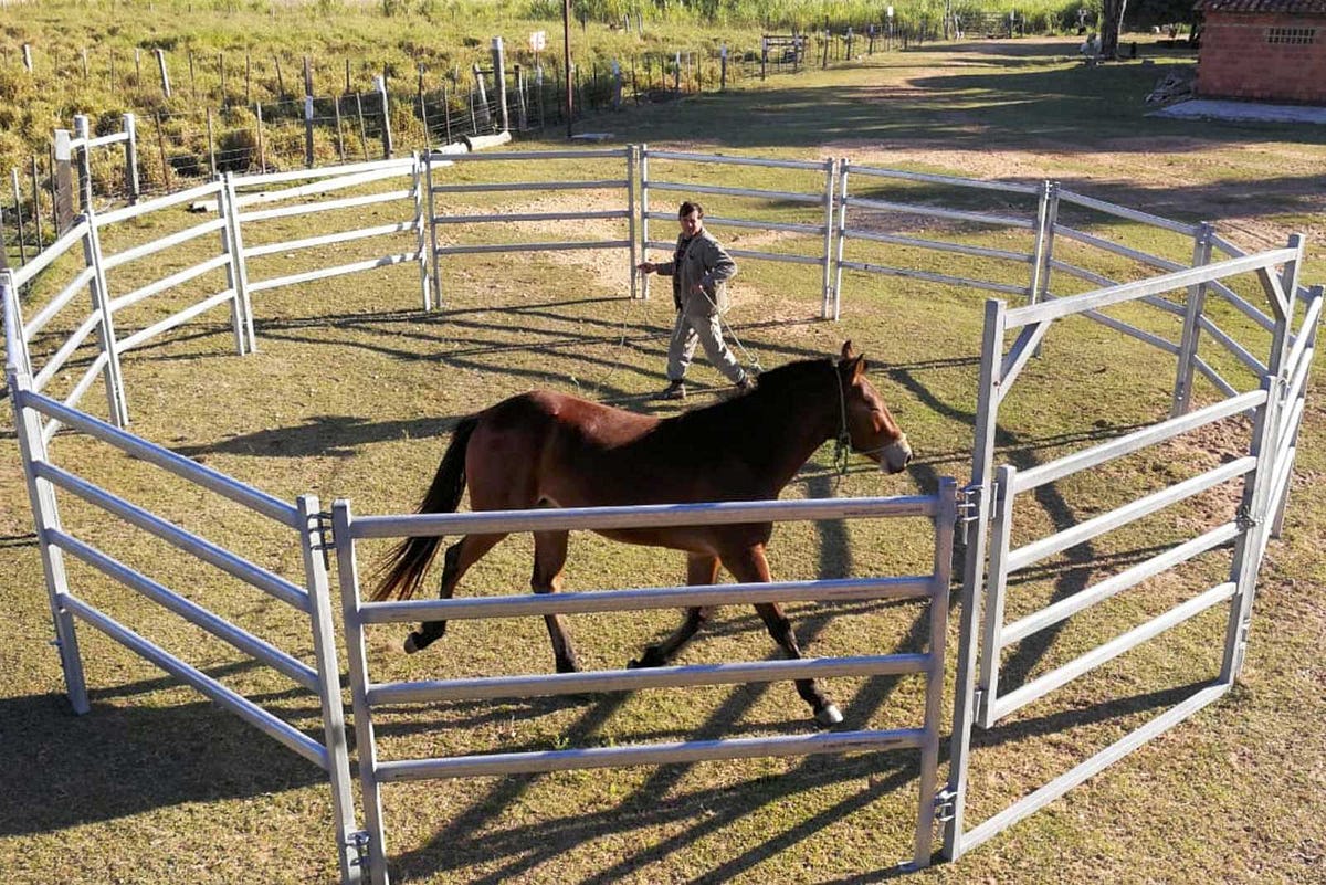 Caballo en corral.. Hace algunas semanas recordé algo que… | by Lázaro ...